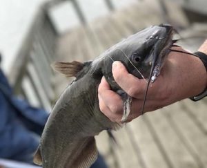 Barbotte brune - Poissons | AFC du lac Saint-Pierre