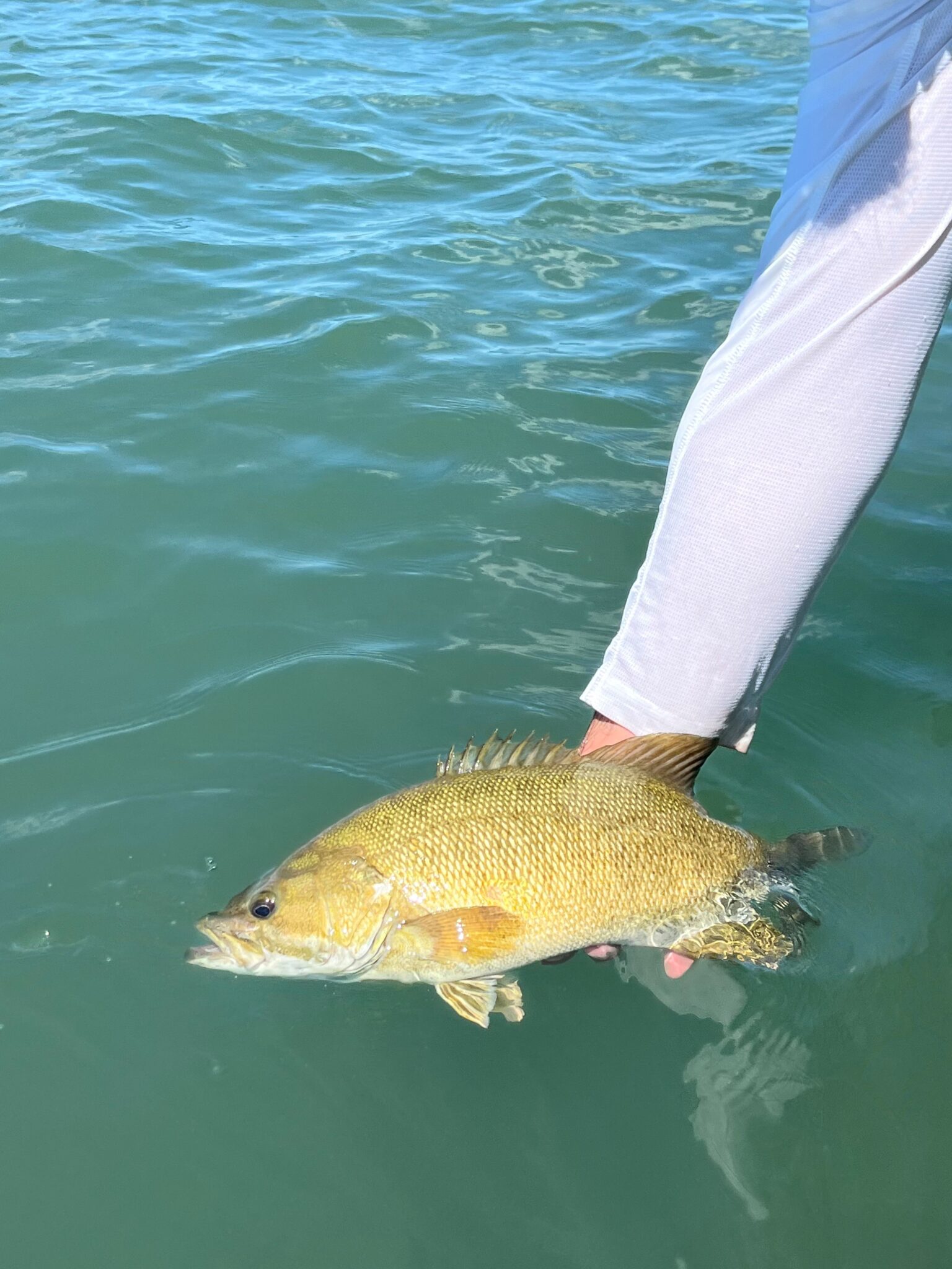 Achigan à grande et petite bouche | AFC du Lac Saint-Pierre