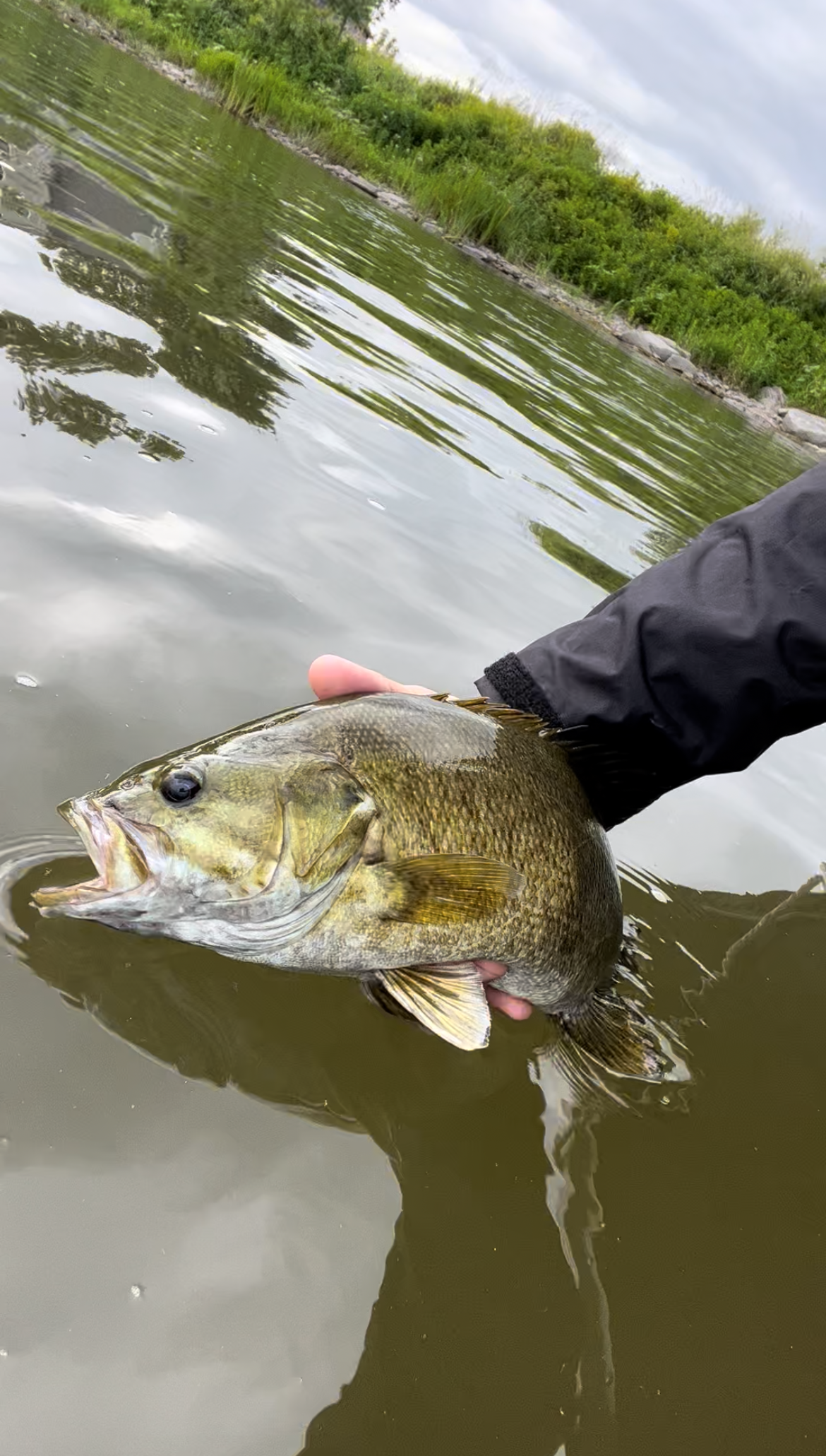 Achigan à grande et petite bouche | AFC du Lac Saint-Pierre