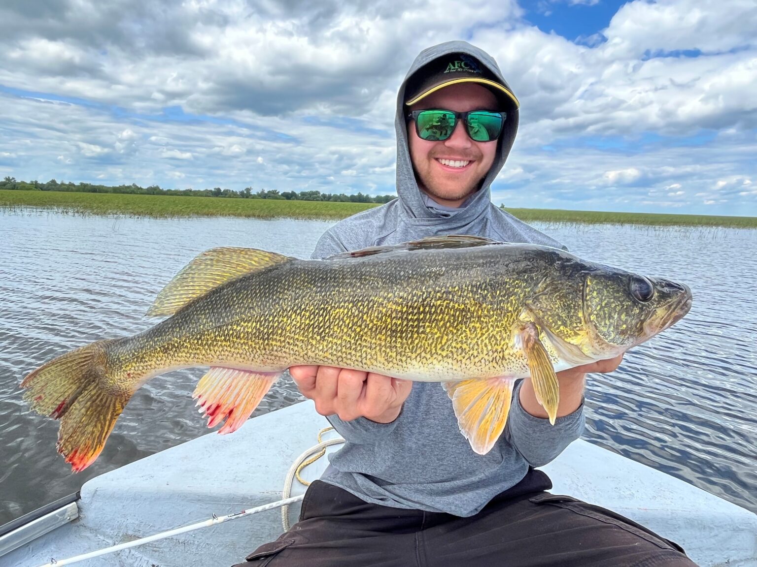 Doré noir et Doré jaune - Poissons | AFC du lac Saint-Pierre