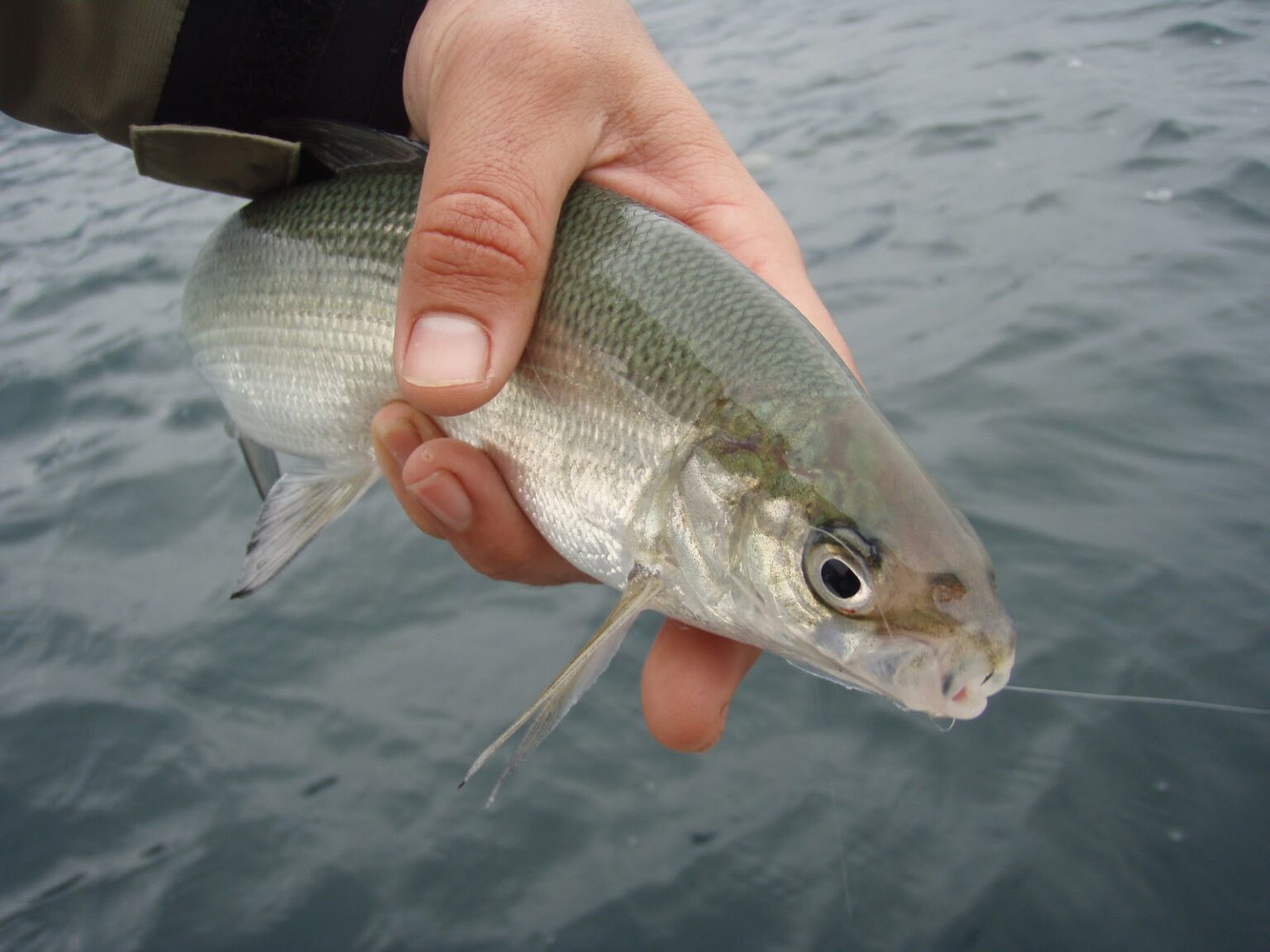 Corégone - Poisson au lac St-pierre | AFC du lac Saint-Pierre